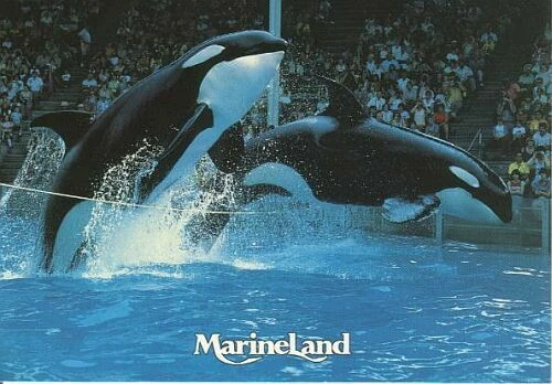 Photos of Kandu II | Killer Whale Wiki | Fandom