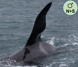 NZ68 Funky Monkey | Killer Whale Wiki | Fandom