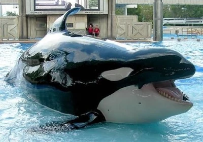 Photos of Kalina | Killer Whale Wiki | Fandom