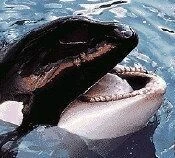 Photos of Hugo | Killer Whale Wiki | Fandom
