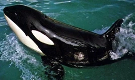 Shamu | Killer Whale Wiki | Fandom