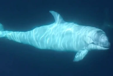 Albino Orca Chimo