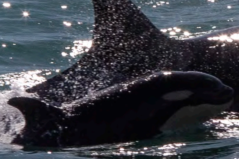 PTN-034 Calf | Killer Whale Wiki | Fandom