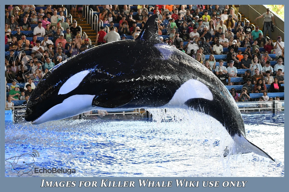 Kamea | Killer Whale Wiki | Fandom