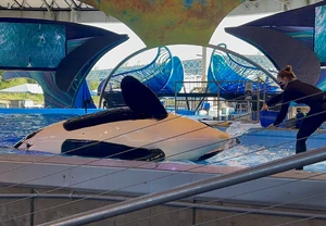 Photos of Takara | Killer Whale Wiki | Fandom