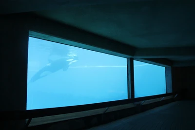 Photos of Kiska | Killer Whale Wiki | Fandom