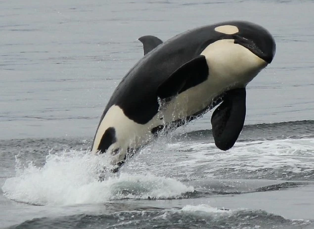 J42 Echo | Killer Whale Wiki | Fandom