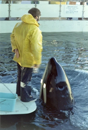 Photos of Haida | Killer Whale Wiki | Fandom