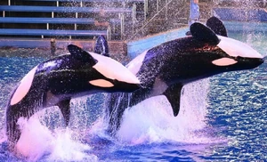 Photos of Takara | Killer Whale Wiki | Fandom