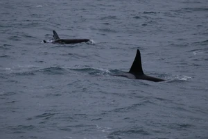 Photos of SN160 Sakkara | Killer Whale Wiki | Fandom