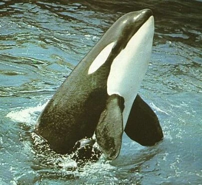 Corky | Killer Whale Wiki | Fandom
