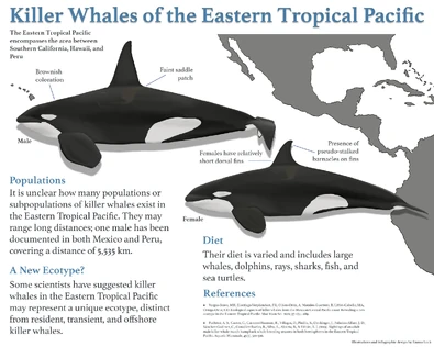 Eastern Tropical Pacific Killer Whales | Killer Whale Wiki | Fandom