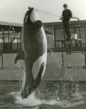 Photos of Haida | Killer Whale Wiki | Fandom