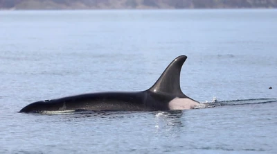 Photos of J22 Oreo | Killer Whale Wiki | Fandom