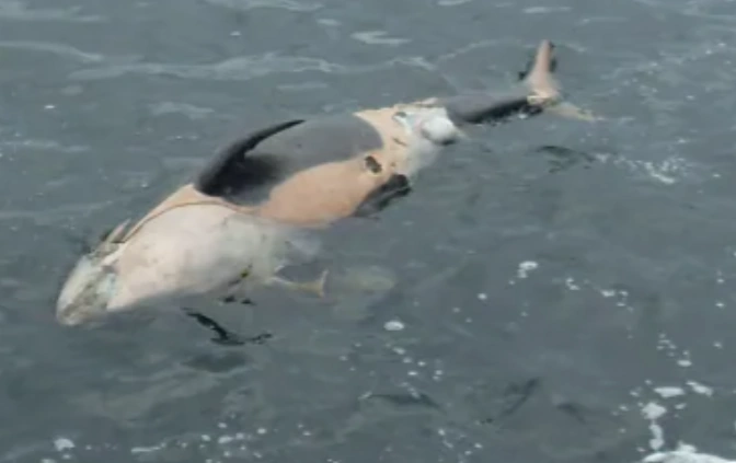 J22 Oreo's Calf (2016) | Killer Whale Wiki | Fandom