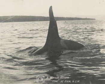 Old Tom | Killer Whale Wiki | Fandom