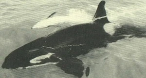Photos of Shamu | Killer Whale Wiki | Fandom