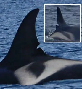 ANT-A-90 Osta | Killer Whale Wiki | Fandom