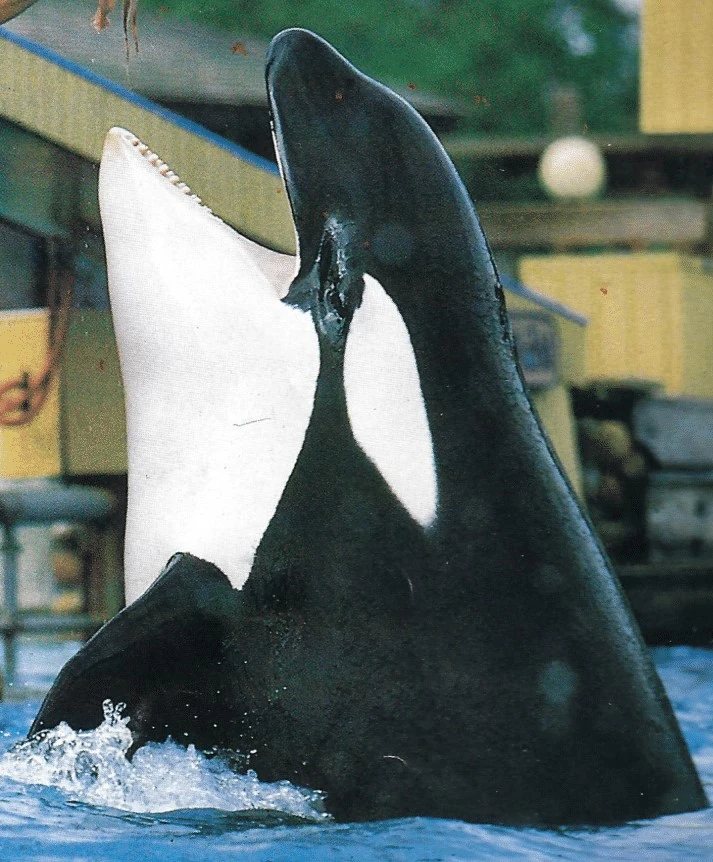 Photos of Kandu V | Killer Whale Wiki | Fandom