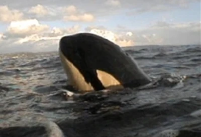 Photos of A73 Springer | Killer Whale Wiki | Fandom