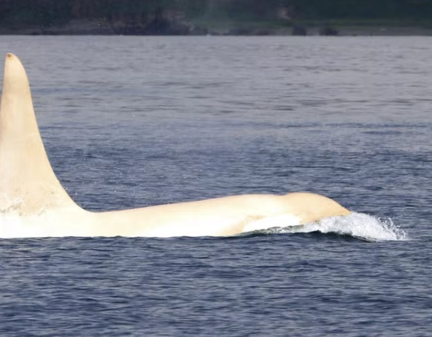 Albino Killer Whale Iceberg