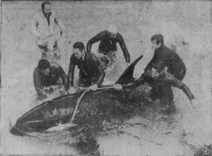 Photos of Hugo | Killer Whale Wiki | Fandom