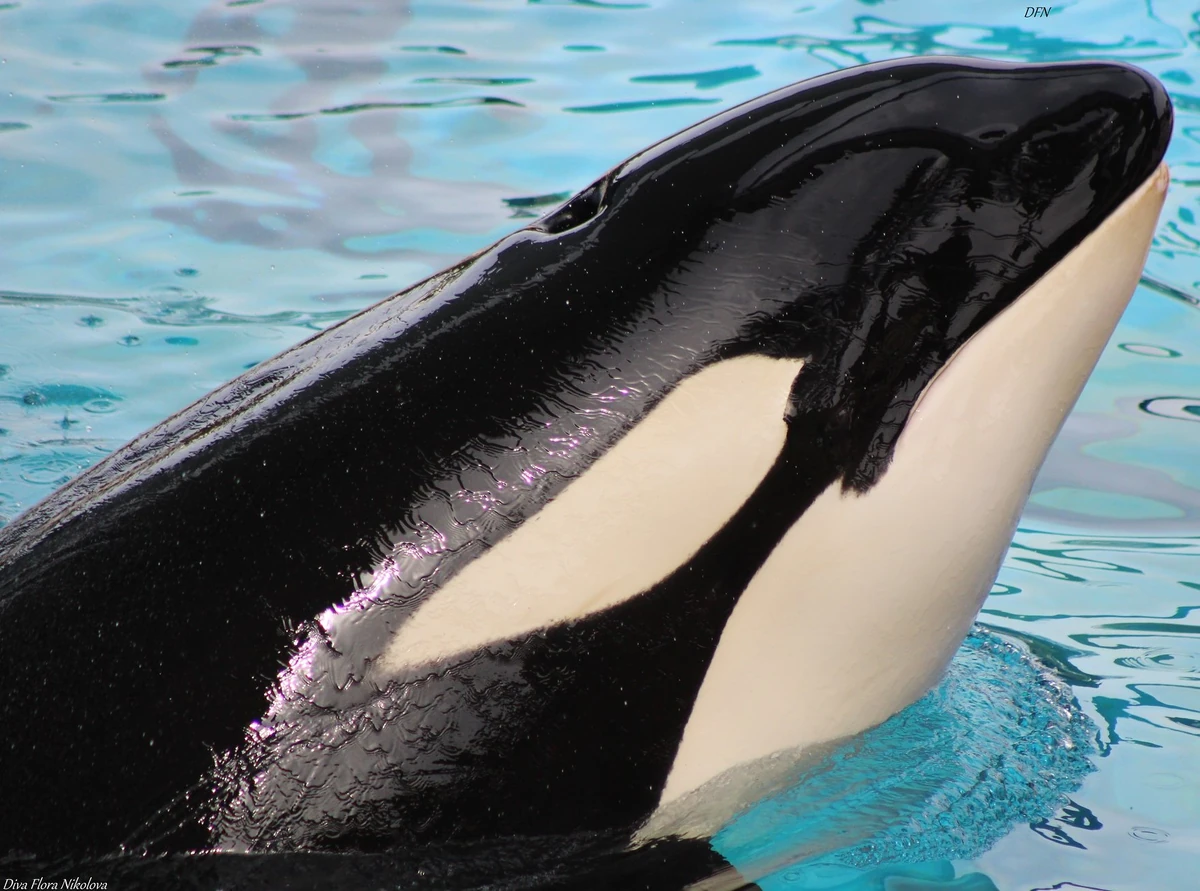 Morgan | Killer Whale Wiki | Fandom