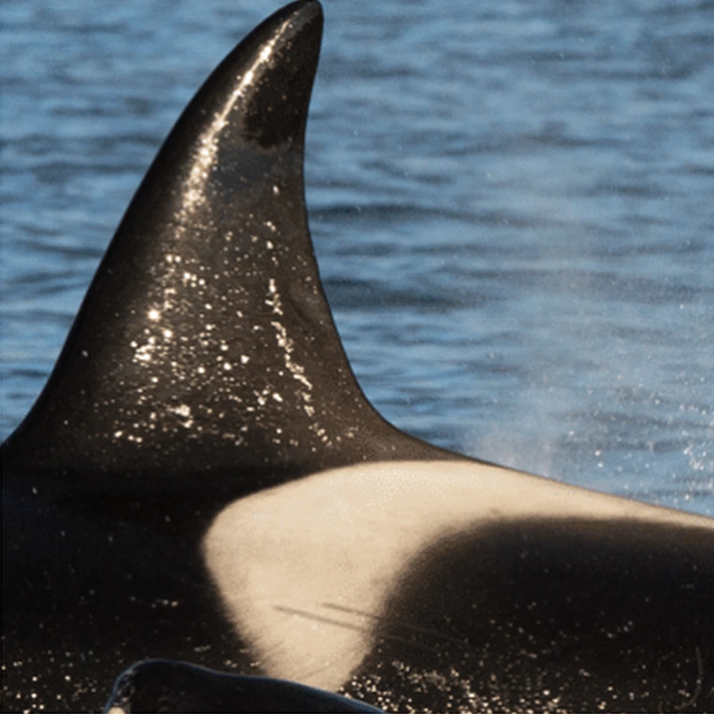 NKW-1239 | Killer Whale Wiki | Fandom