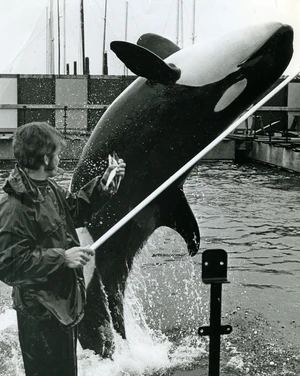 Photos of Haida | Killer Whale Wiki | Fandom