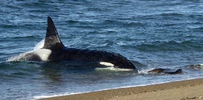 Photos of PTN-001 Mel | Killer Whale Wiki | Fandom