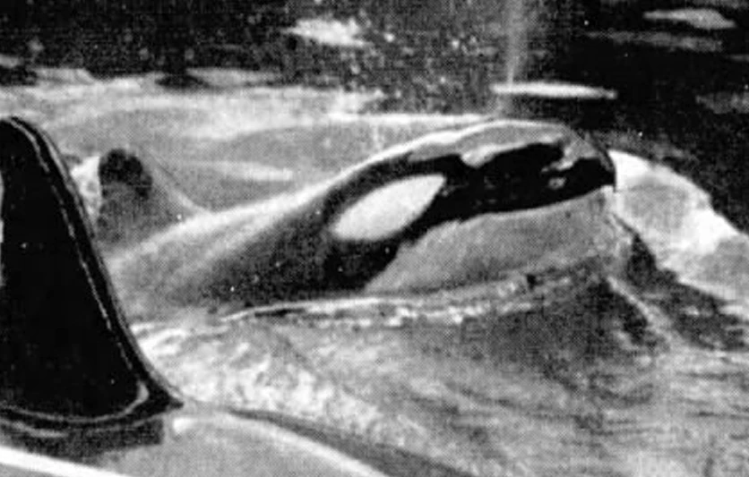 Kanuck | Killer Whale Wiki | Fandom