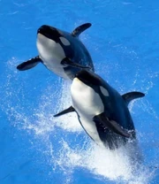 Tuar | Killer Whale Wiki | Fandom