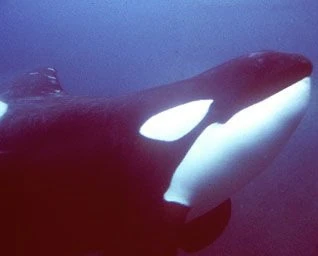 Finna | Killer Whale Wiki | Fandom