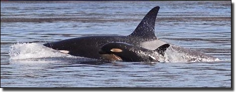 K39 Corvus | Killer Whale Wiki | Fandom