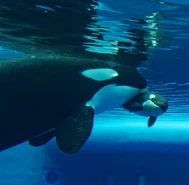 Naya | Killer Whale Wiki | Fandom