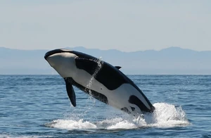 Photos of J22 Oreo | Killer Whale Wiki | Fandom