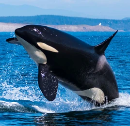 J36 Alki | Killer Whale Wiki | Fandom