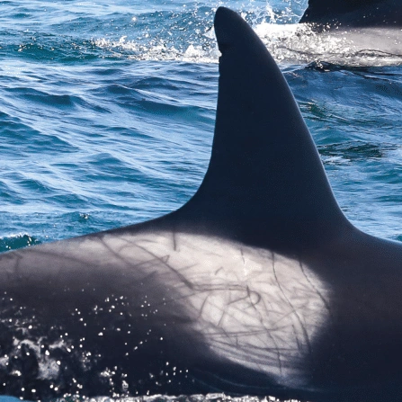 CA27A | Killer Whale Wiki | Fandom