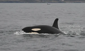 Photos of J22 Oreo | Killer Whale Wiki | Fandom