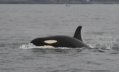 Photos of J22 Oreo | Killer Whale Wiki | Fandom