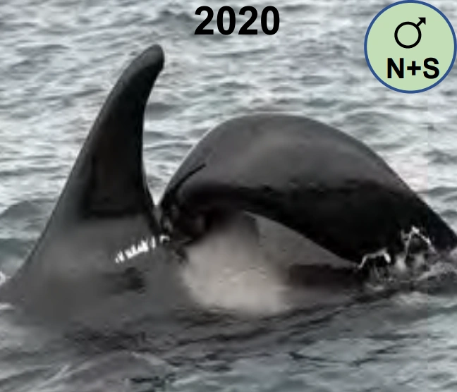NZ101 Ben | Killer Whale Wiki | Fandom