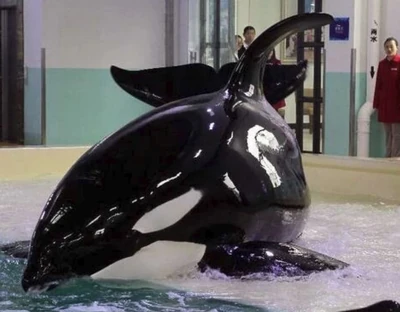Photos of Tyson | Killer Whale Wiki | Fandom