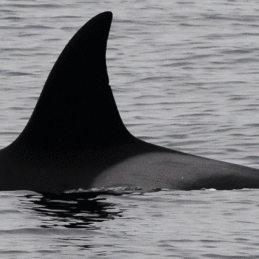 NKW-0280 | Killer Whale Wiki | Fandom