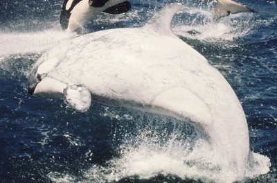 Photos of Chimo | Killer Whale Wiki | Fandom