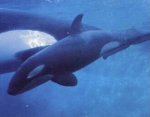 Photos of K’yosha | Killer Whale Wiki | Fandom