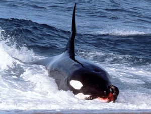 Photos of PTN-001 Mel | Killer Whale Wiki | Fandom