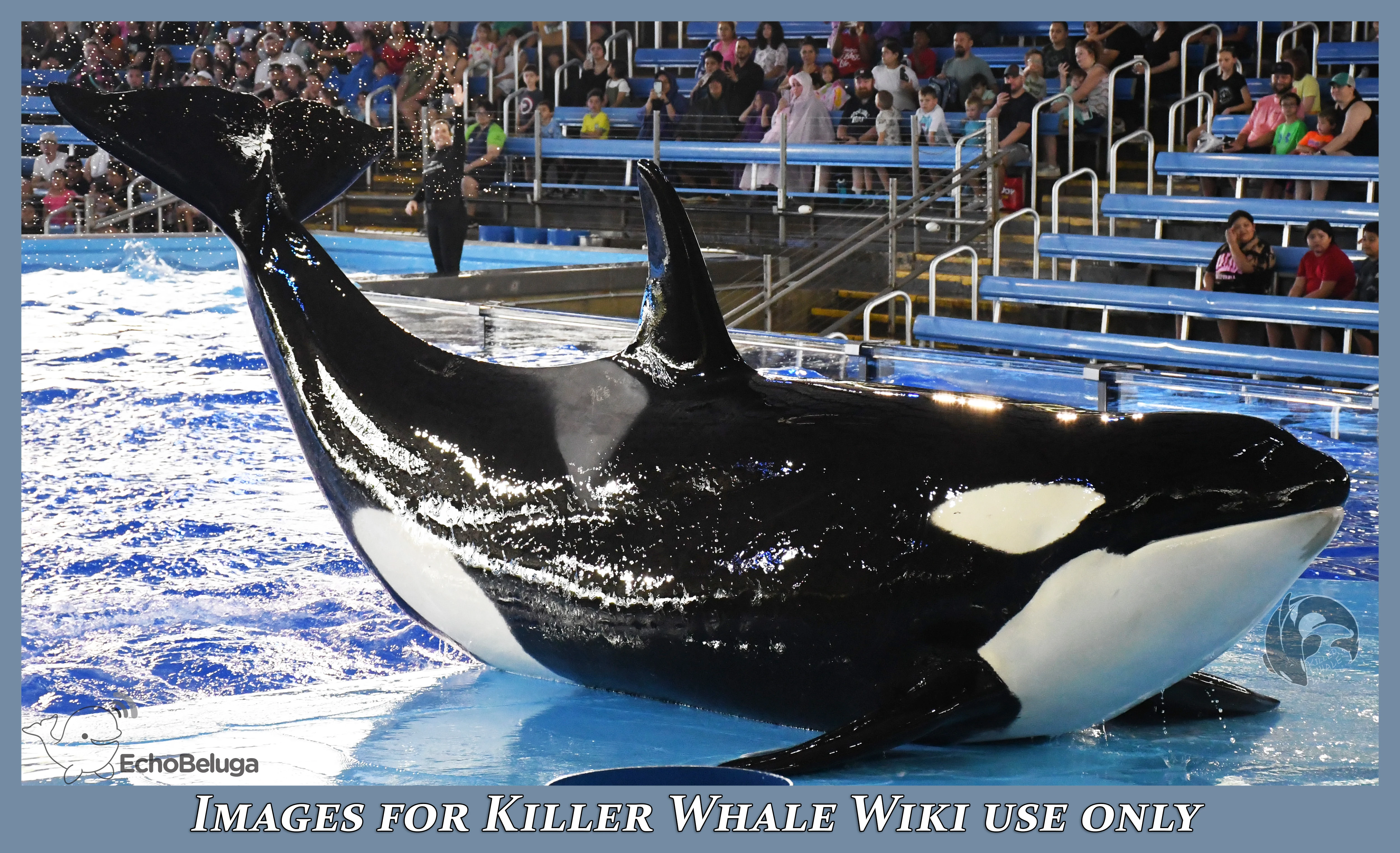 Takara | Killer Whale Wiki | Fandom