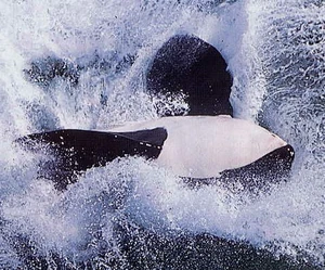 Photos of Hugo | Killer Whale Wiki | Fandom