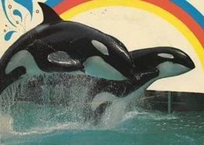 Photos of Kandu II | Killer Whale Wiki | Fandom