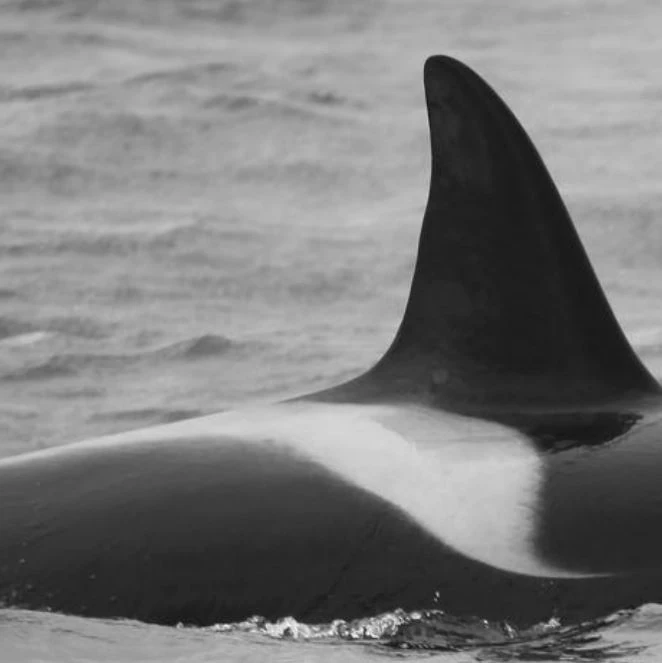 SN116 Aquamarin | Killer Whale Wiki | Fandom